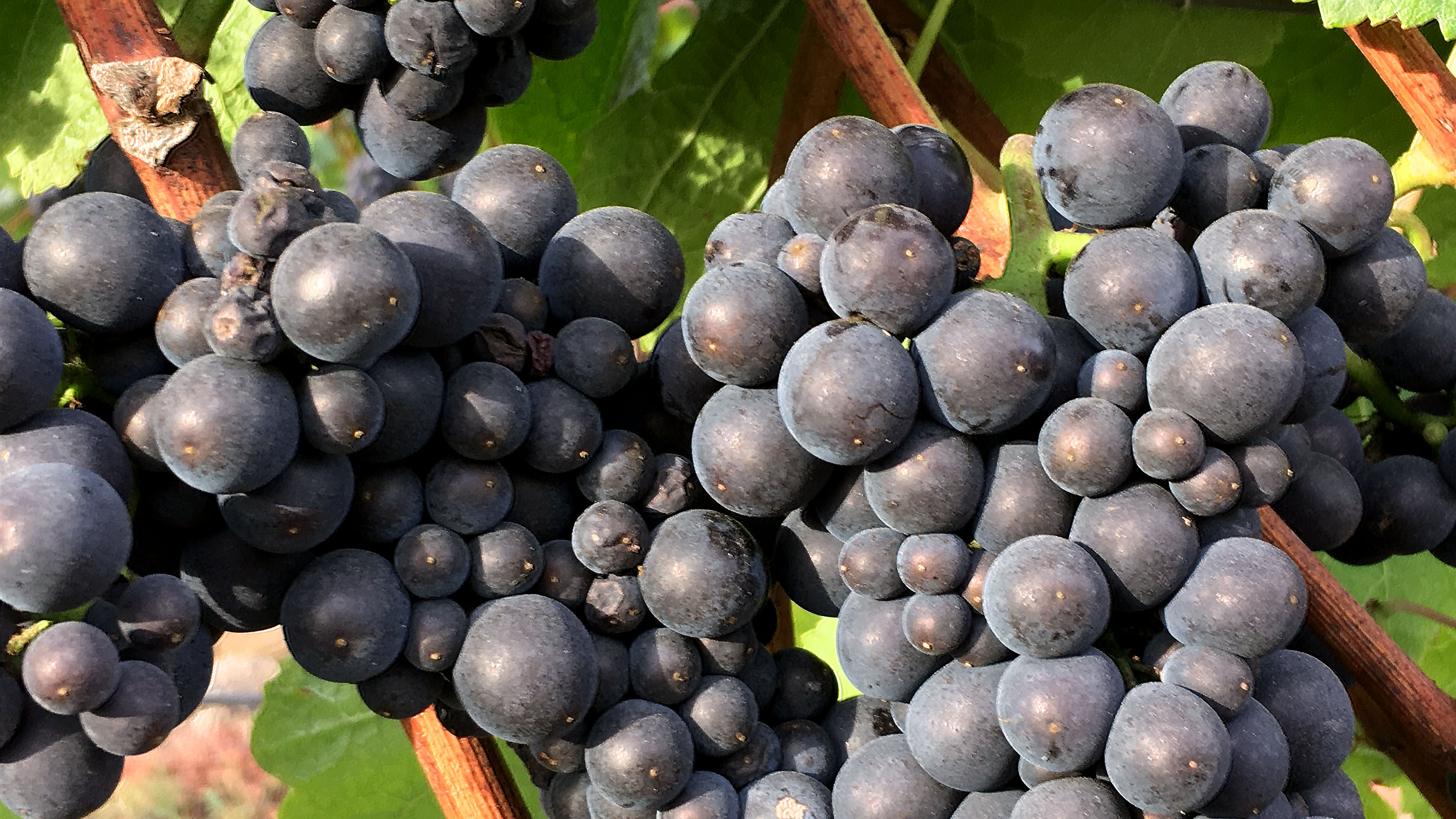 Meet the Winemaker – PARUM LEO WINE